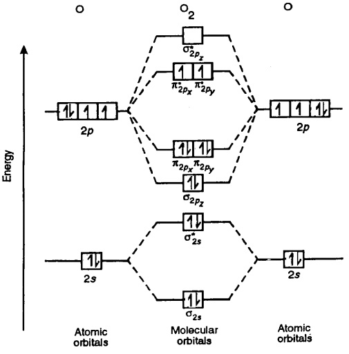 Oxygen Molecule Homework Help Assignment Help Molecular Orbital